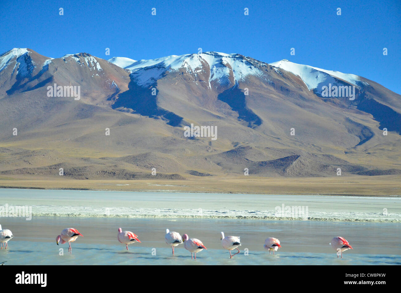 Travel in high altitude of Altiplano plateau in Bolivia, South America ...