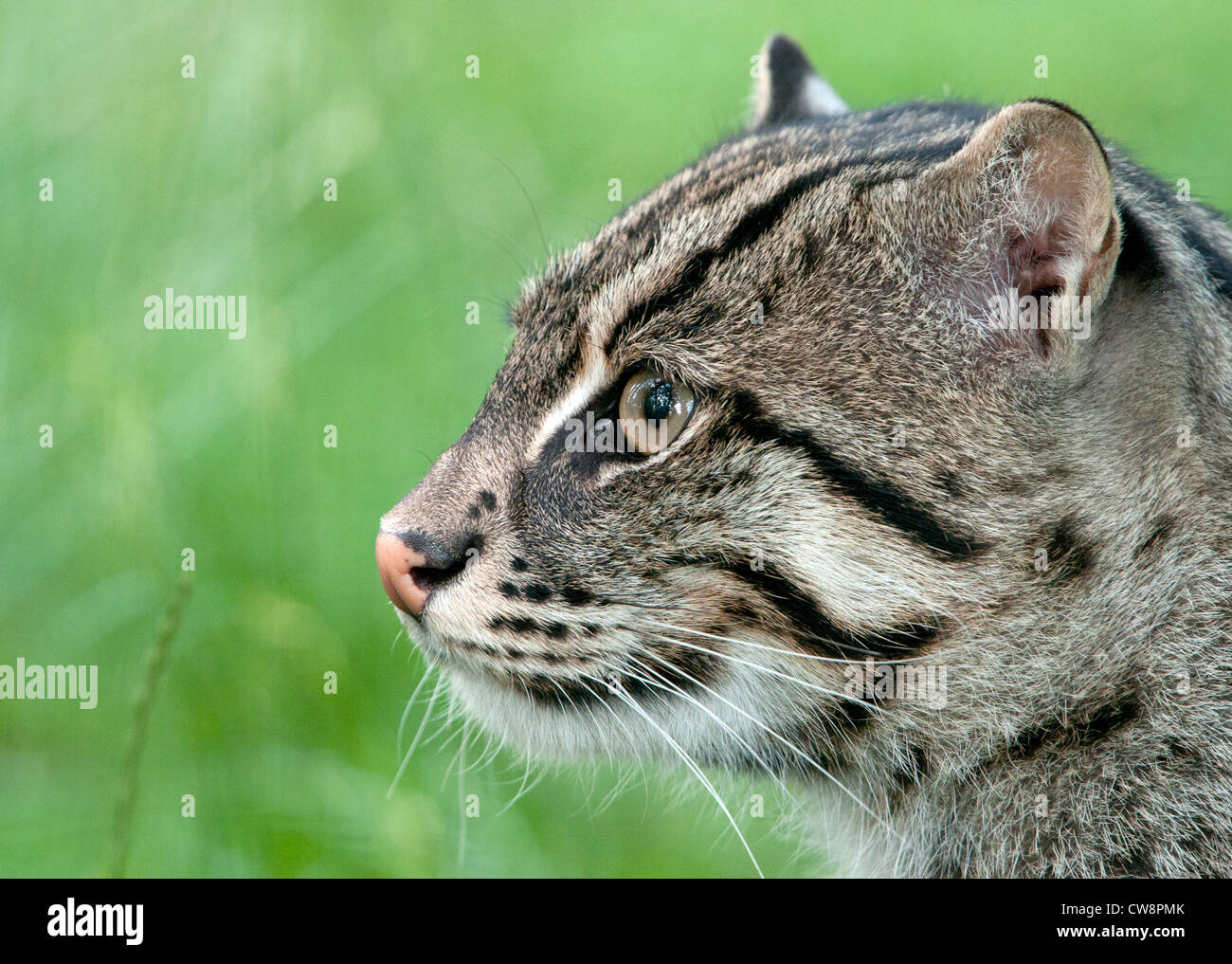 Fishing cat (profile Stock Photo - Alamy