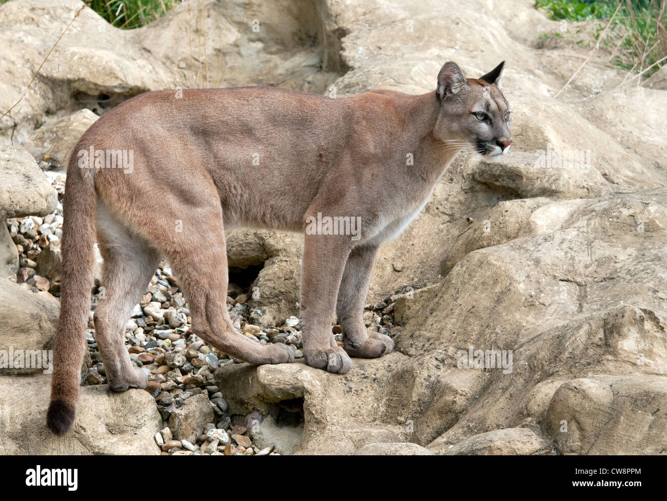 Lion standing on rock hi-res stock photography and images - Alamy