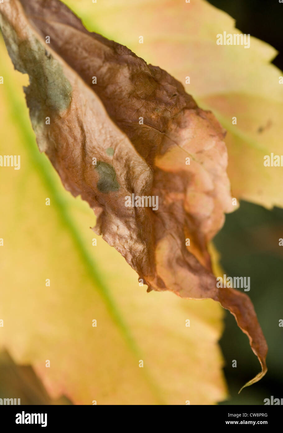 Berlin, detail of Virginia creeper Stock Photo - Alamy
