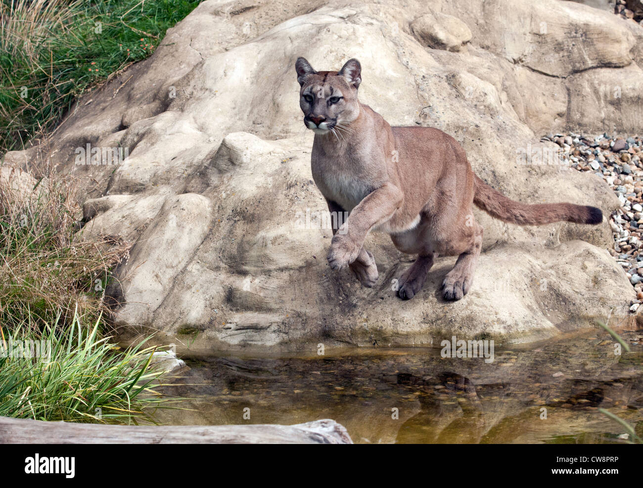 Female puma jumping Stock Photo - Alamy