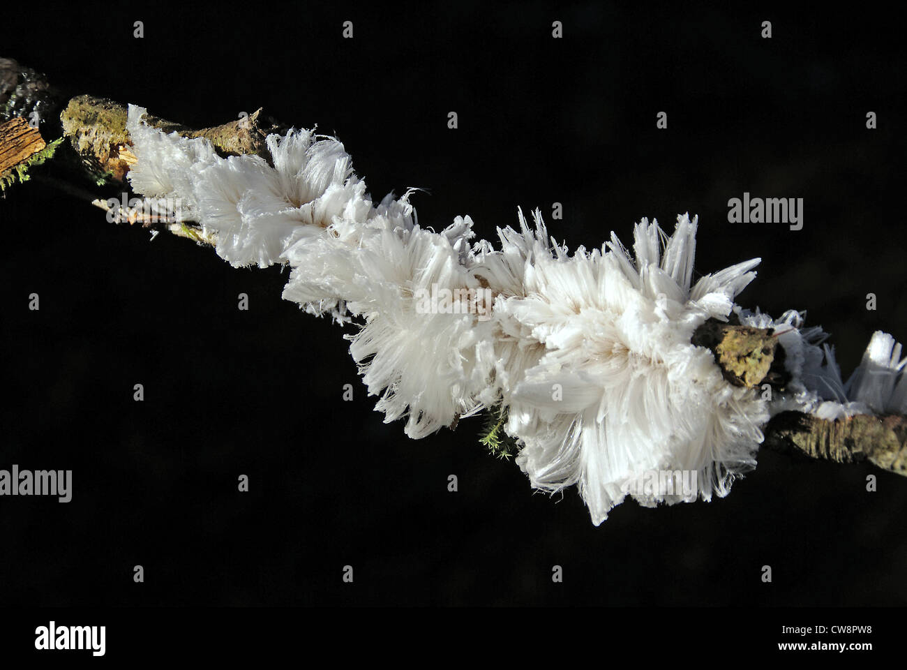 Frost flowers formation hi-res stock photography and images - Alamy