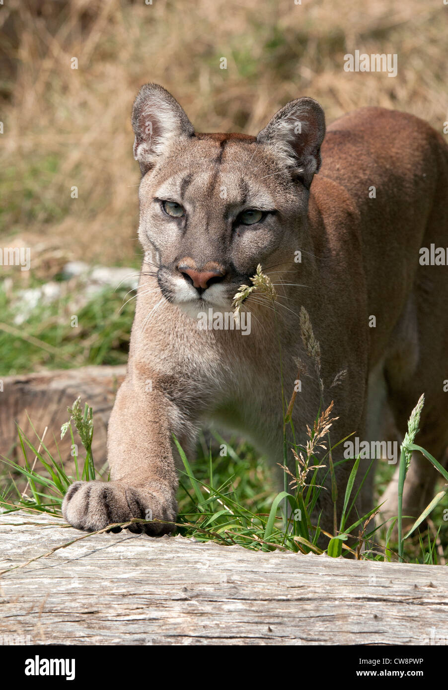 Female puma stepping over a tree trunk Stock Photo - Alamy