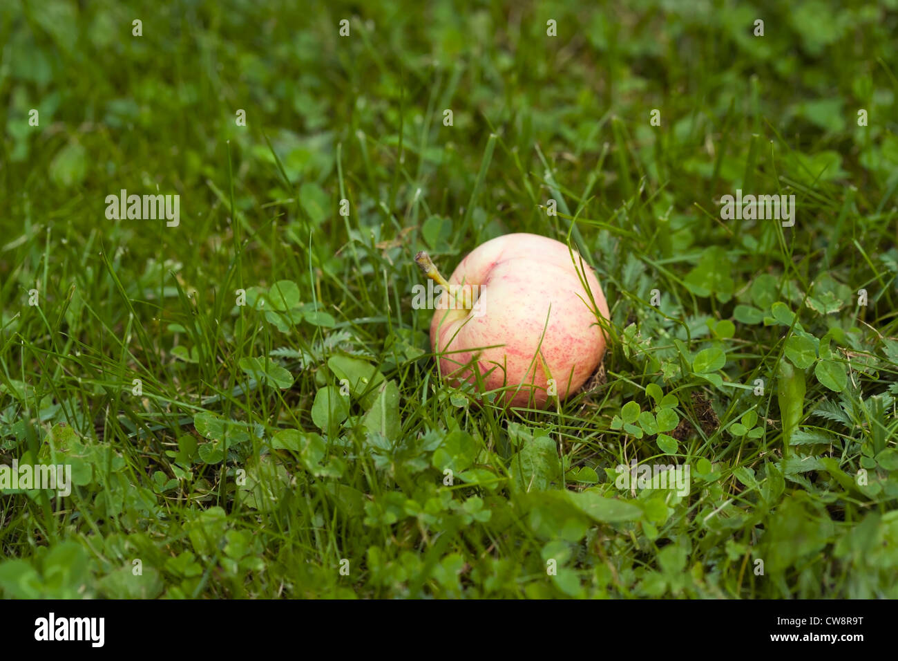 apple on ground Stock Photo - Alamy