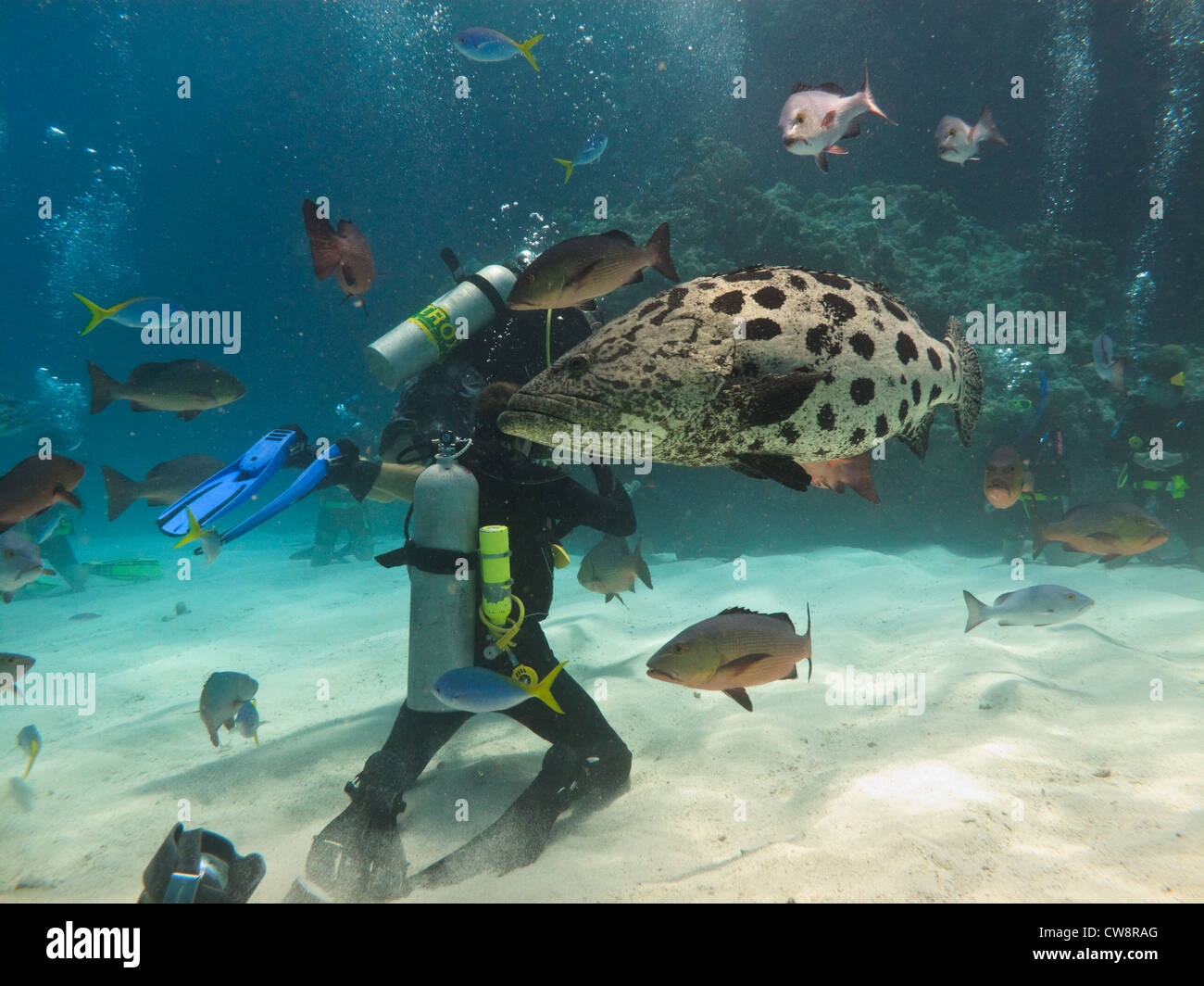 Giant Potato cod (Epinephelus tukula) fish circle around diving ...
