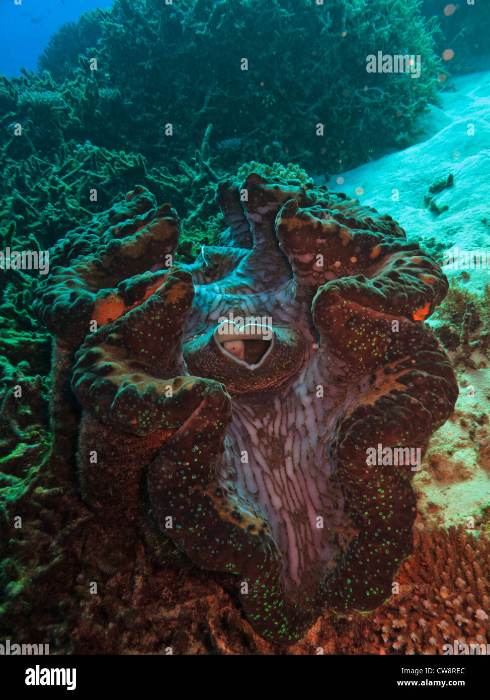 Giant Clam, Tridacna maxima, with mouth wide open on Great Barrier Reef ...