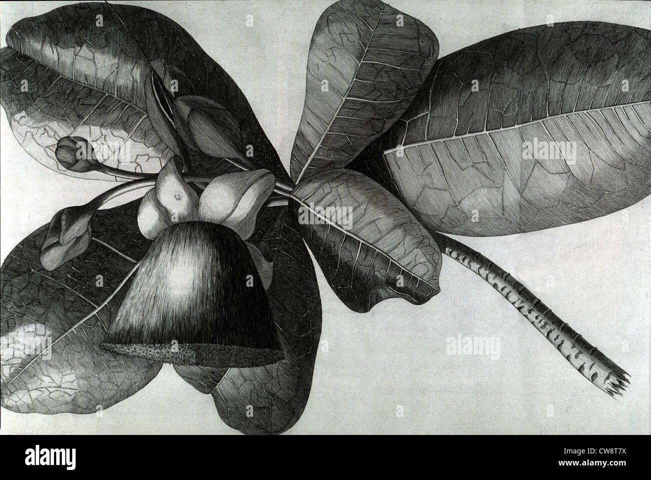 Journey James COOK flower engraving William Hodges Stock Photo - Alamy
