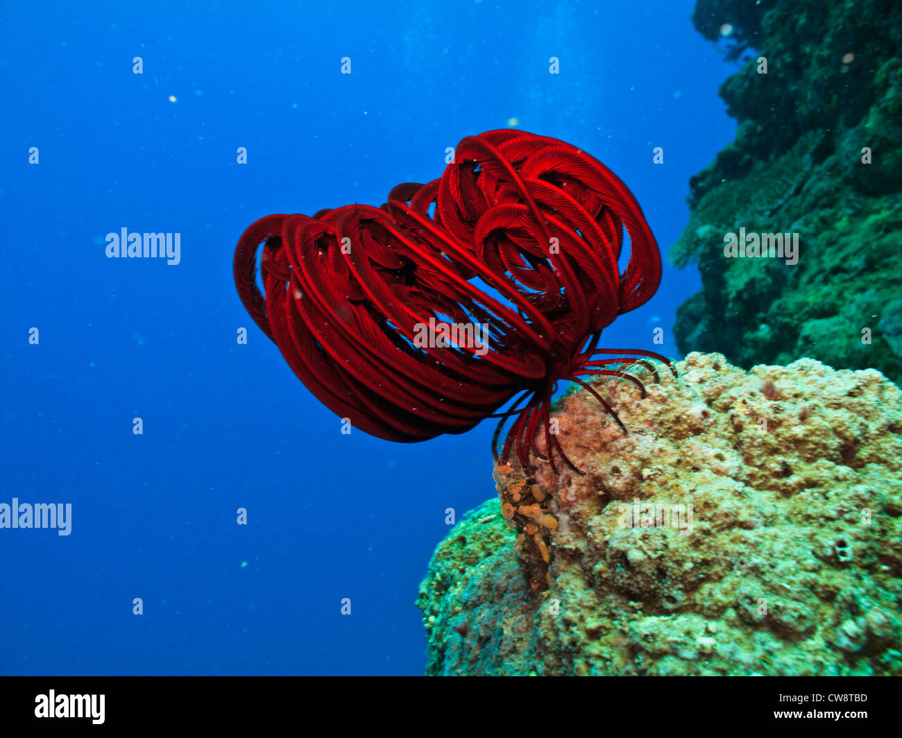 Red Sea Creature on Great Barrier Reef Australia Stock Photo - Alamy
