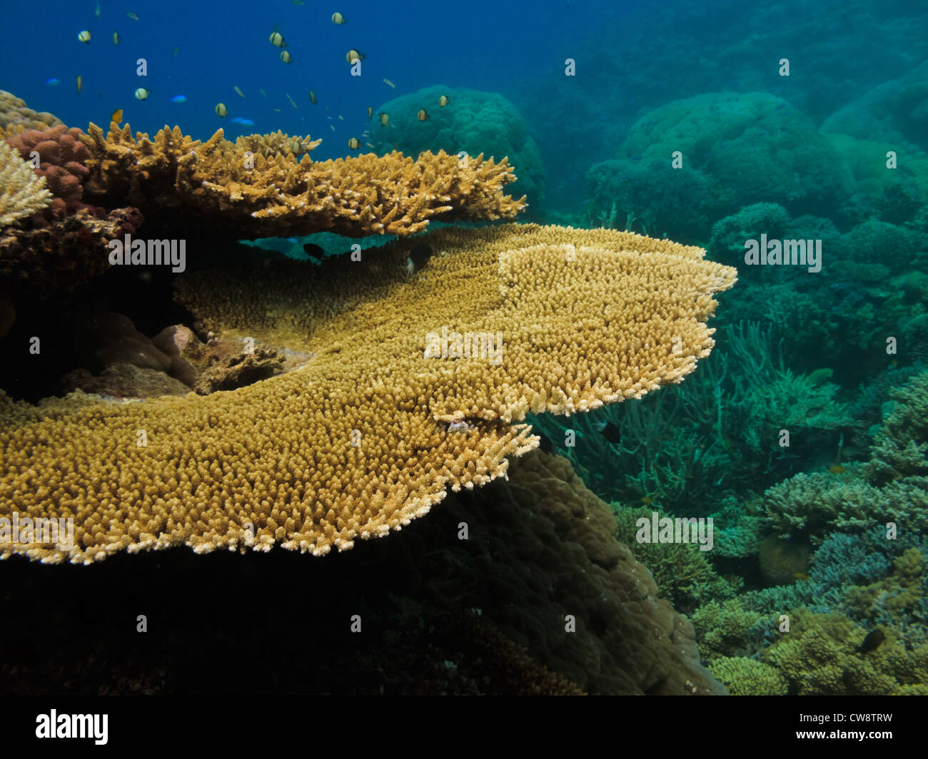 Stony coral hi-res stock photography and images - Alamy