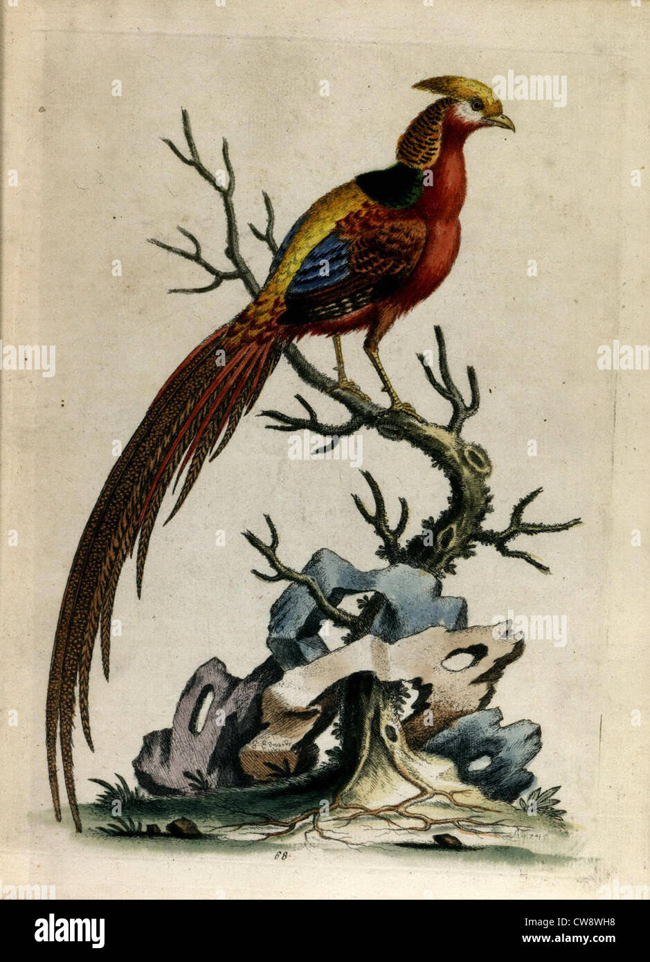 George bird hi-res stock photography and images - Alamy