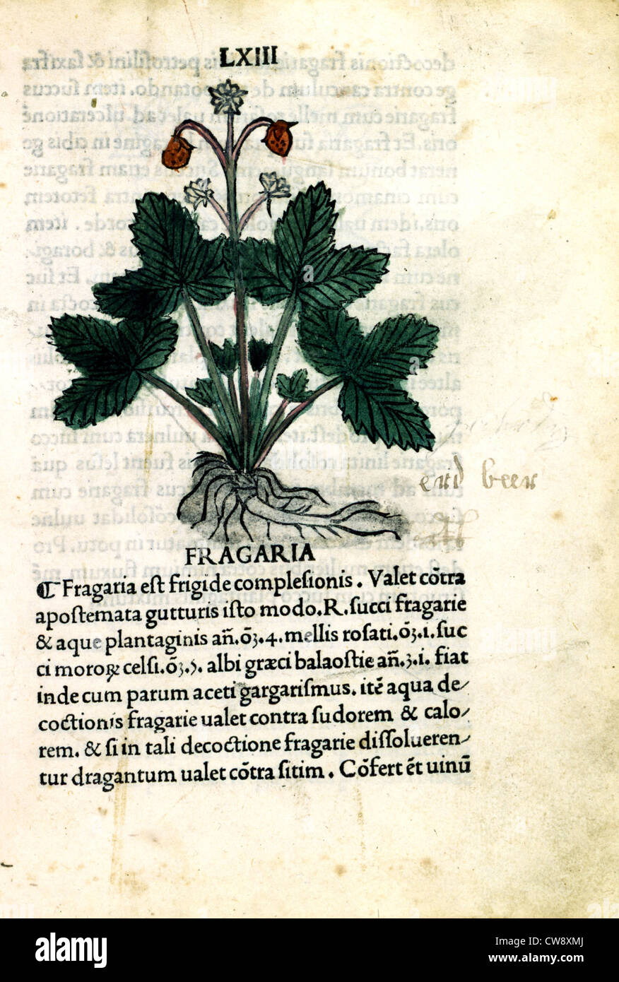 Early printed Herbarium of Venice, Strawberries Stock Photo - Alamy