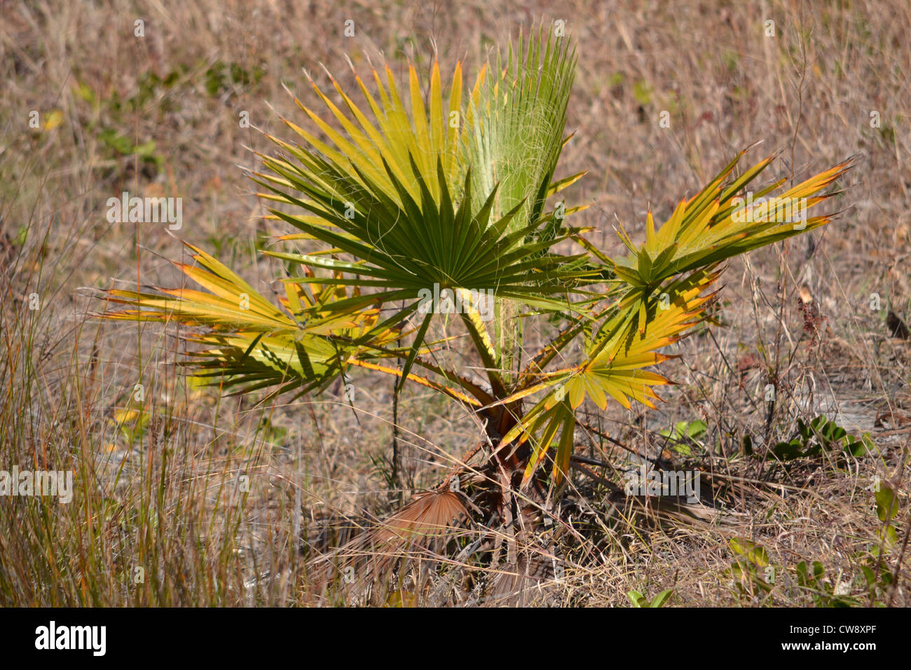 Dwarf palm hi-res stock photography and images - Alamy