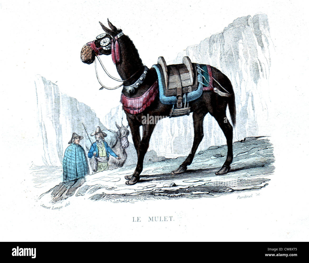 Colored engraving, the mule Stock Photo - Alamy