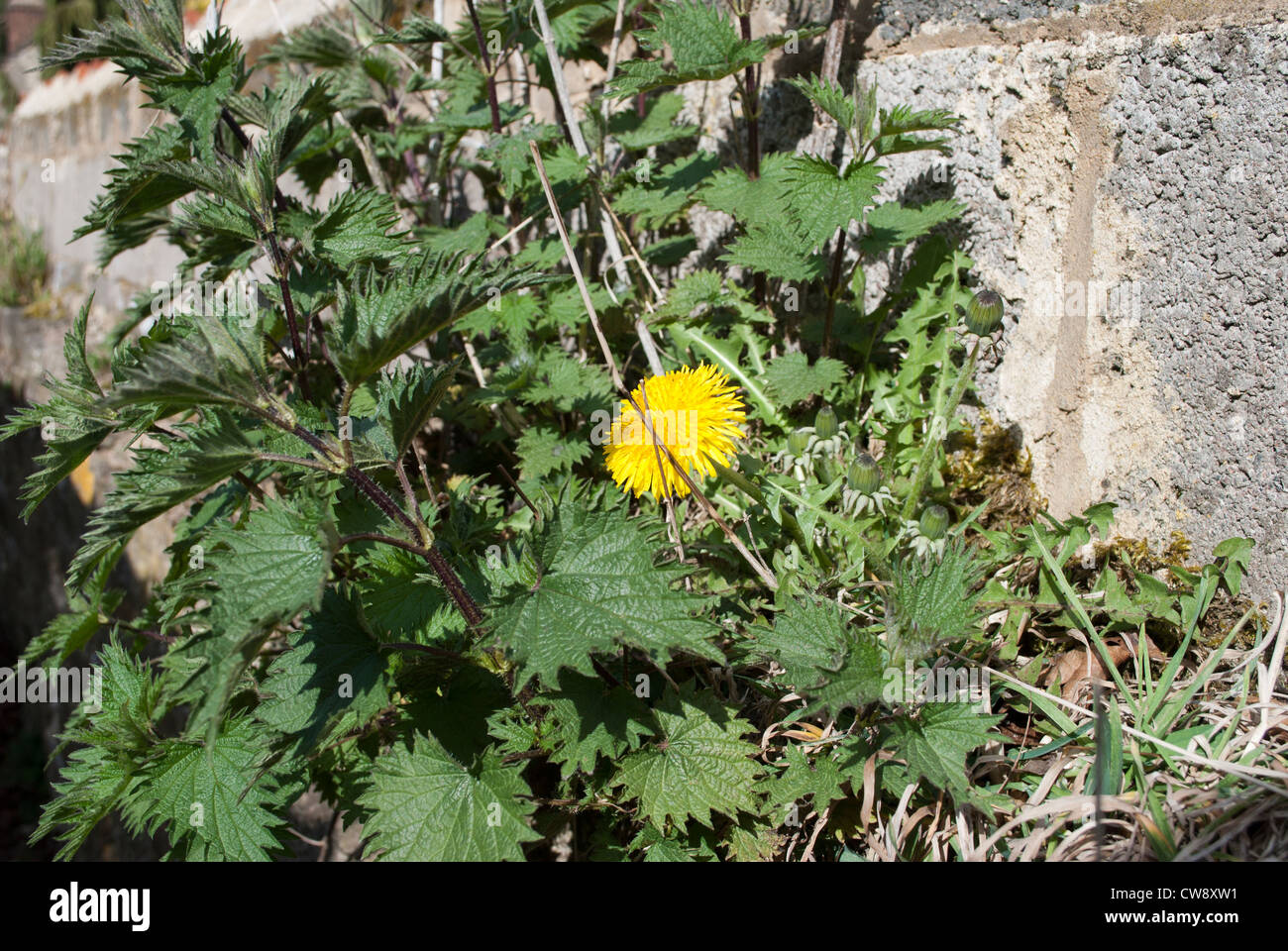 Weeds, including dandelion and nettles, growing on breeze block and ...