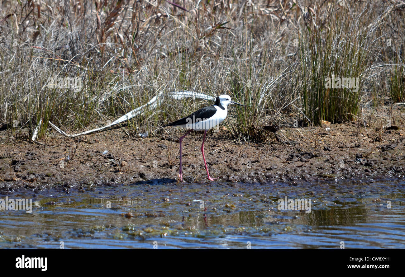 The White-headed Stilt or Pied Stilt Stock Photo - Alamy