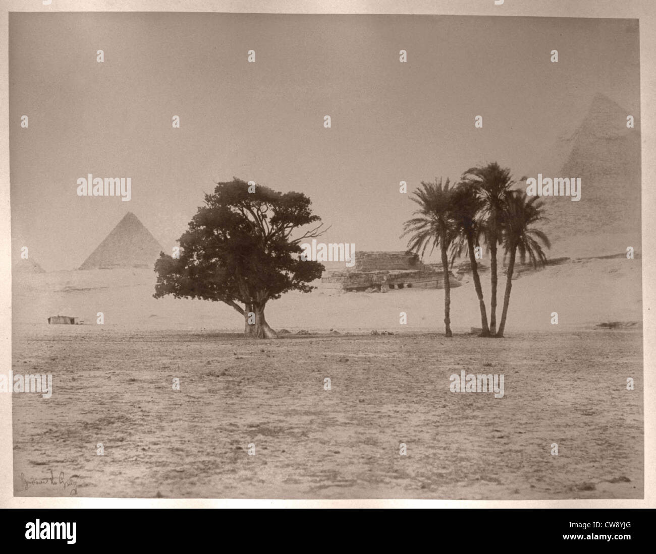 Le Gray Gustave Egypt Pyramid gum trees Doum palm trees Stock Photo - Alamy