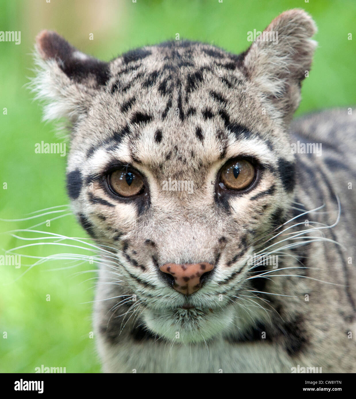 Female clouded leopard looking into camera Stock Photo - Alamy