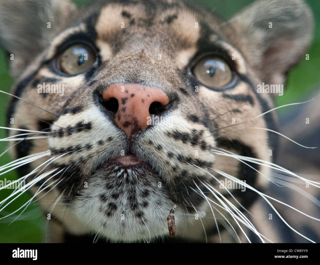Clouded eyes hi-res stock photography and images - Alamy