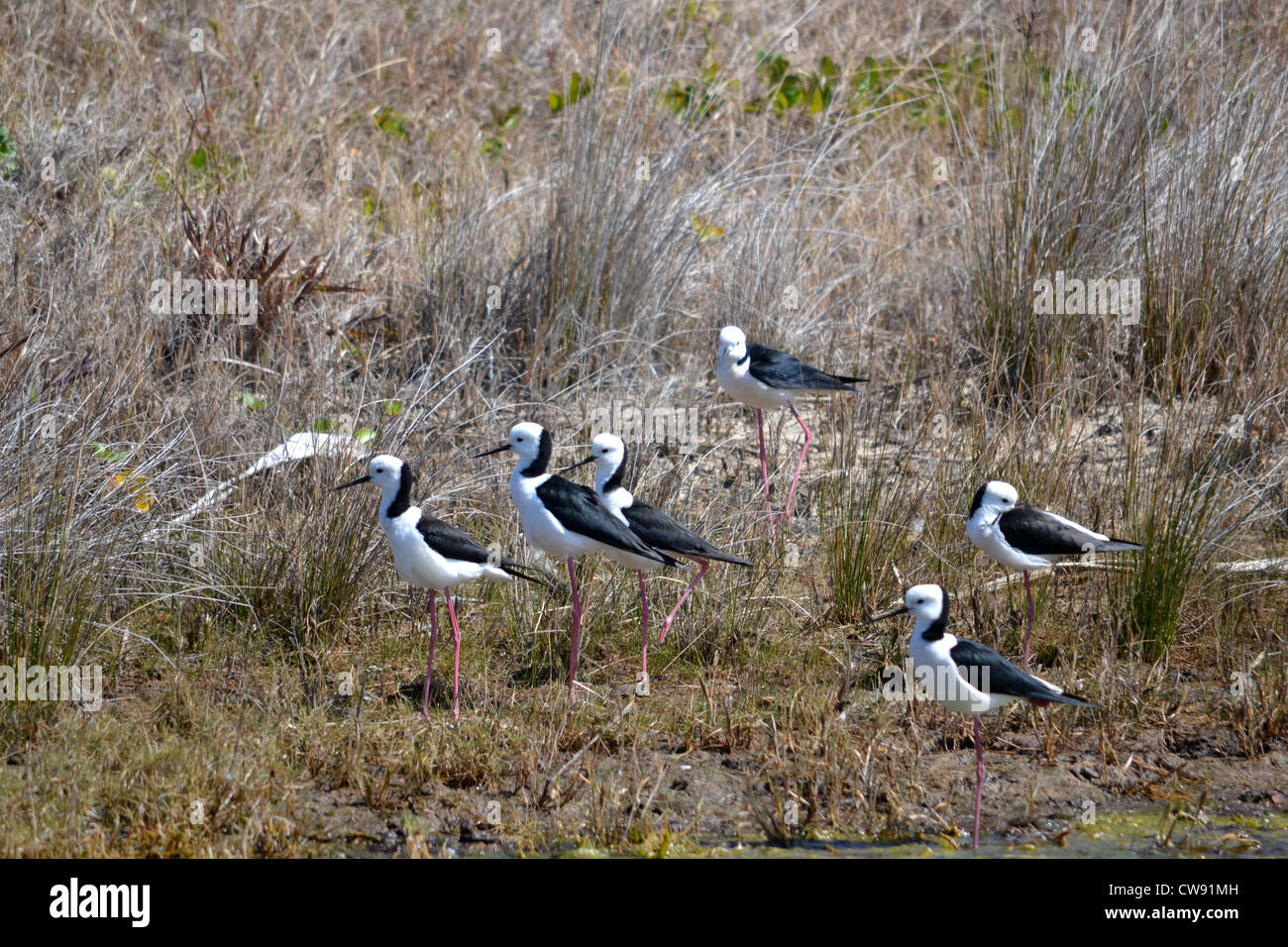 The White-headed Stilt or Pied Stilt Stock Photo - Alamy