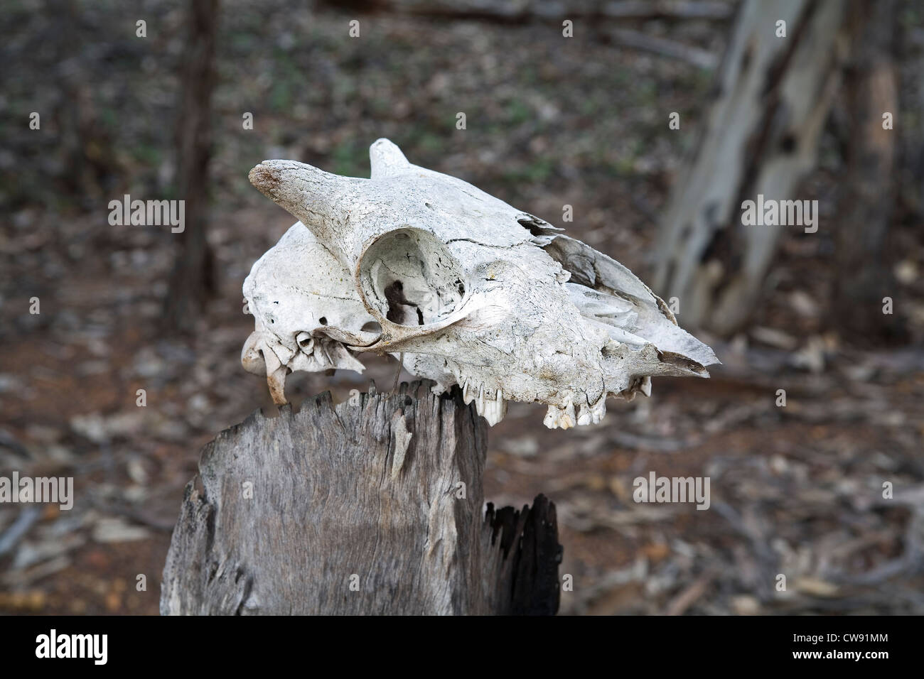 Sheep tooth hi-res stock photography and images - Alamy