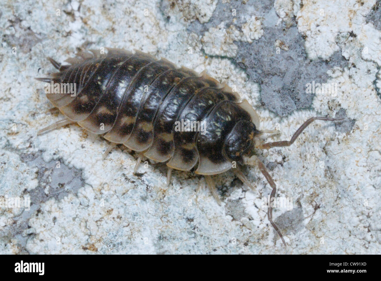 Common Garden Woodlouse (Oniscus asellus Stock Photo - Alamy