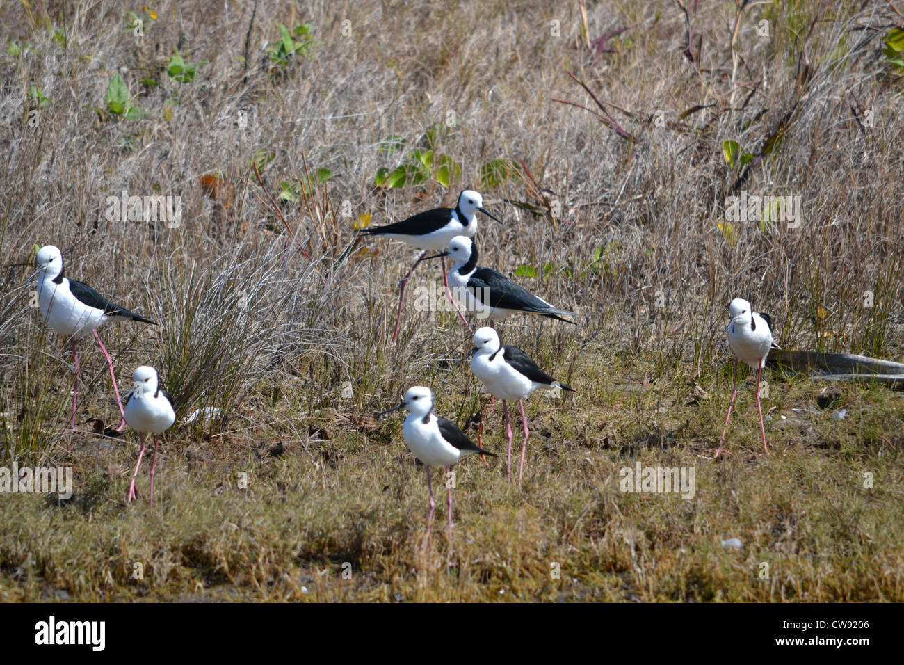 The White-headed Stilt or Pied Stilt Stock Photo - Alamy
