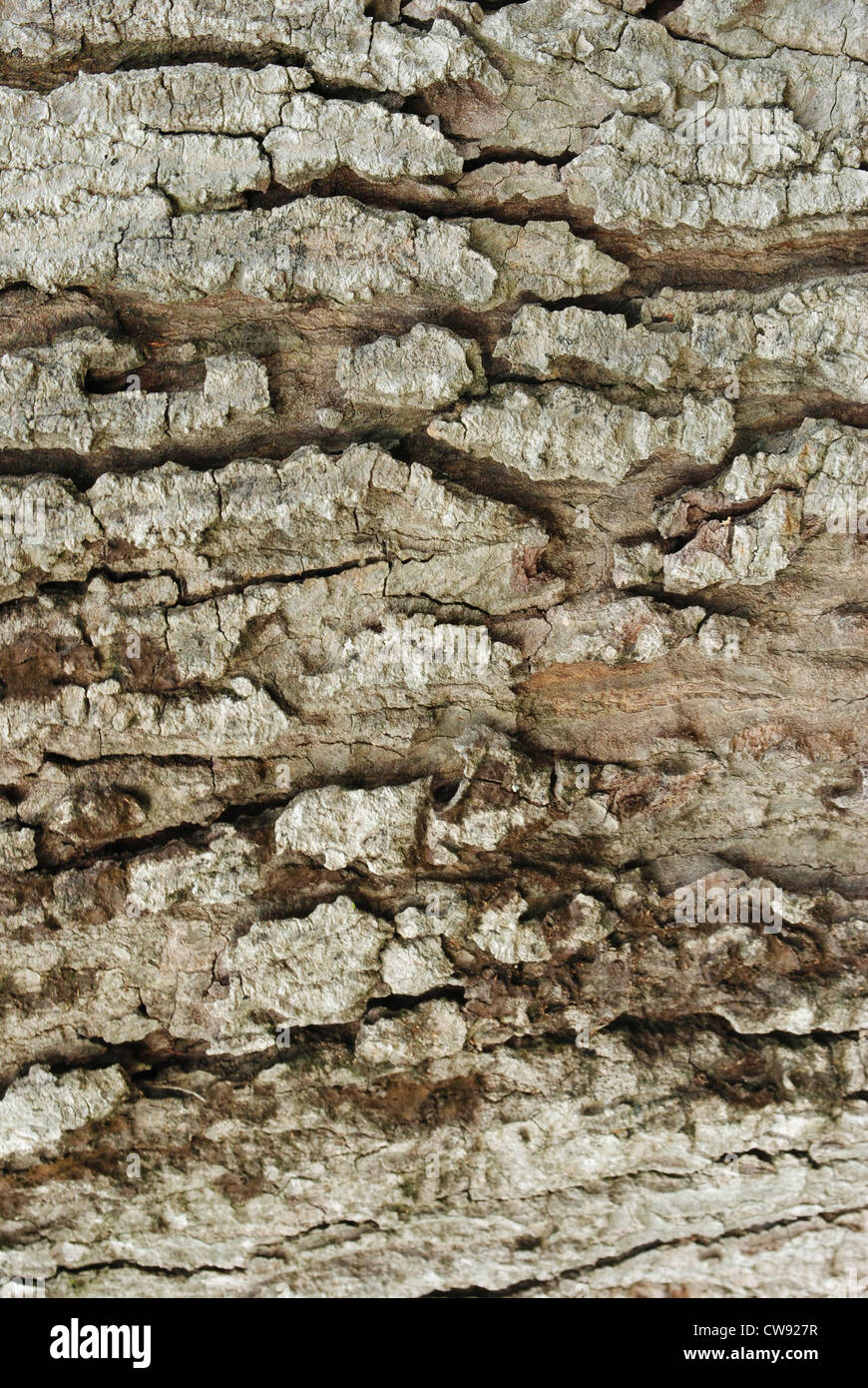 bark of tree texture Stock Photo - Alamy