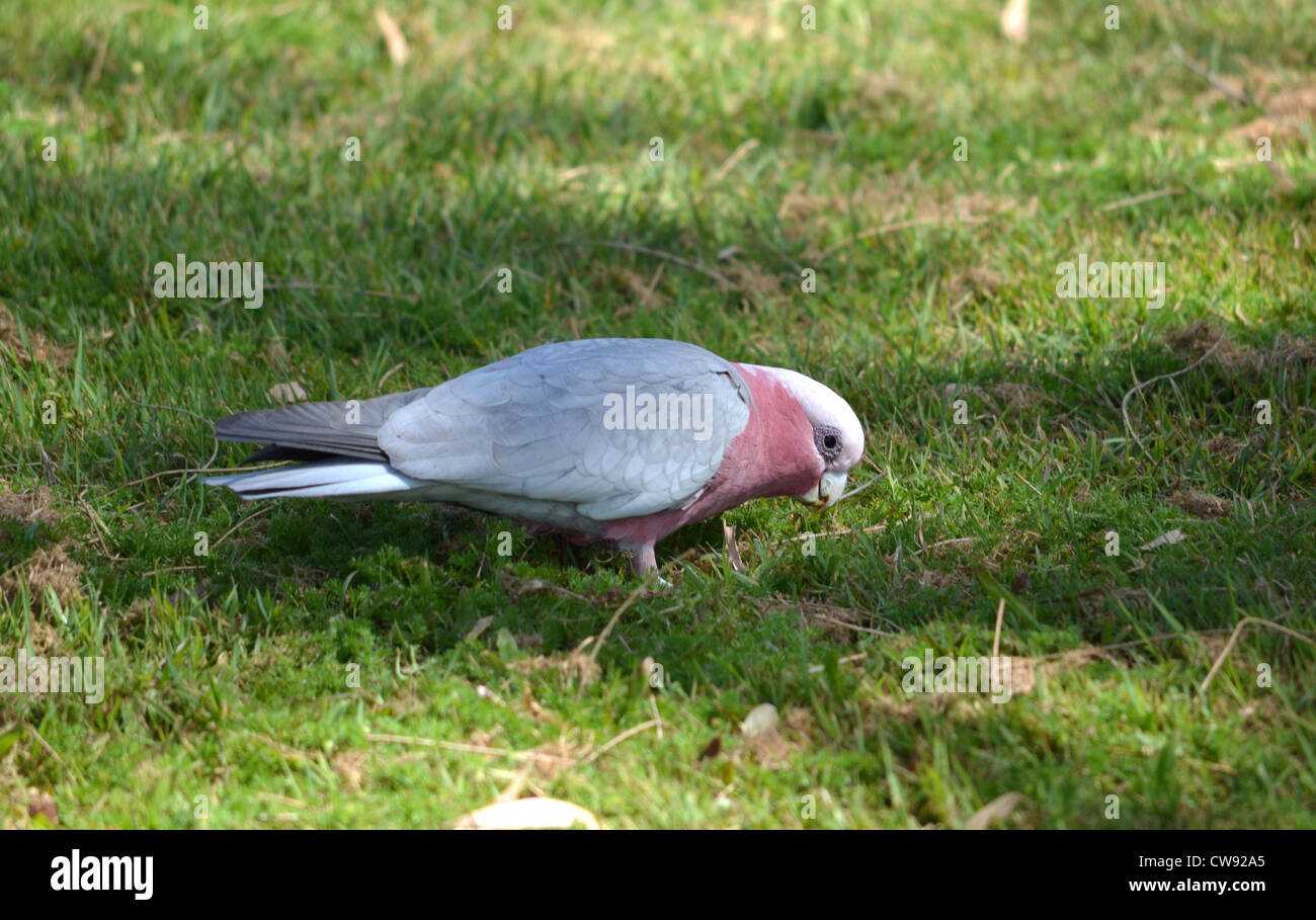The Galah, Eolophus roseicapilla, also known as the Rose-breasted ...