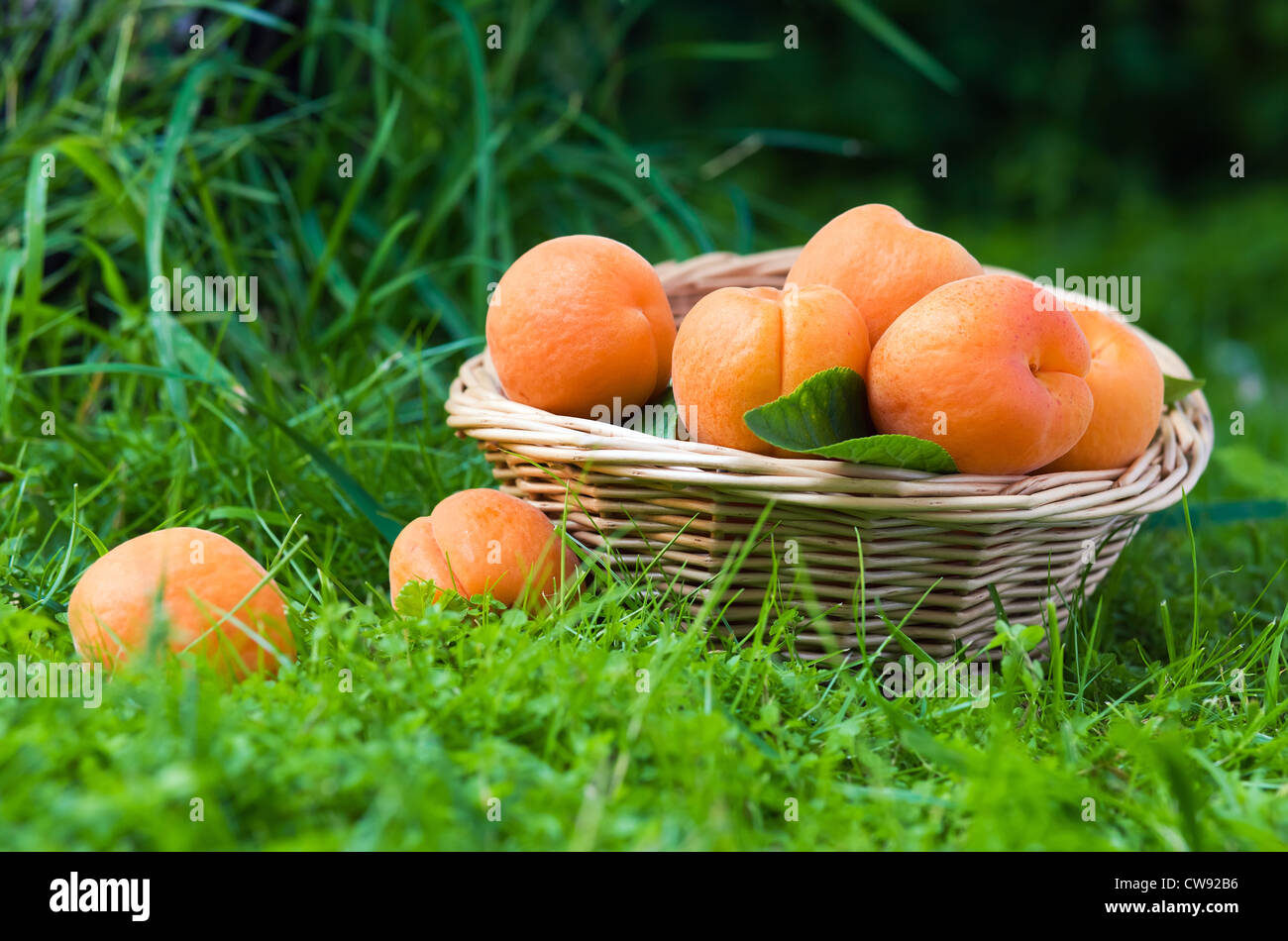 ripe apricots in basket on a grass Stock Photo - Alamy