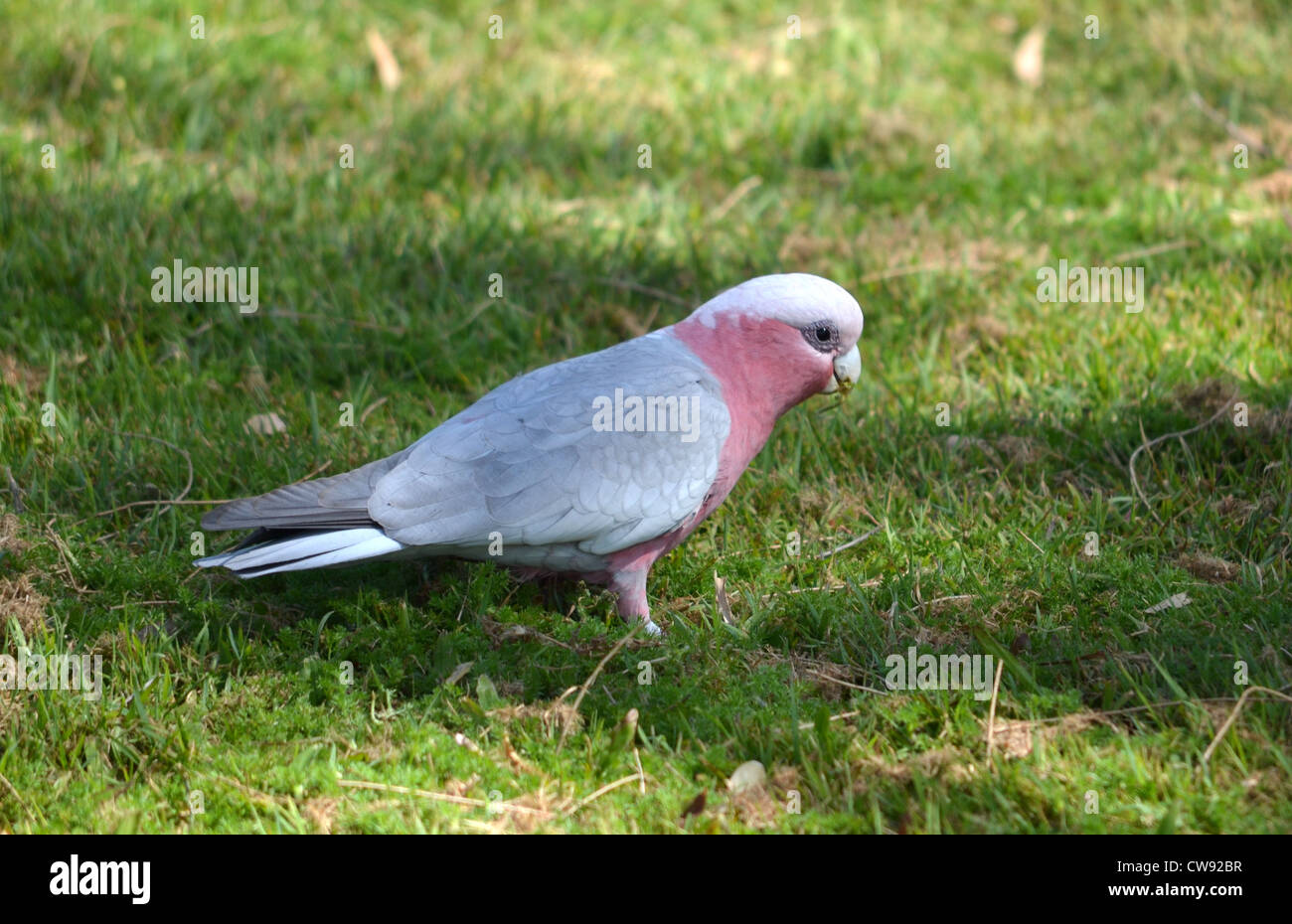 The Galah, Eolophus roseicapilla, also known as the Rose-breasted ...
