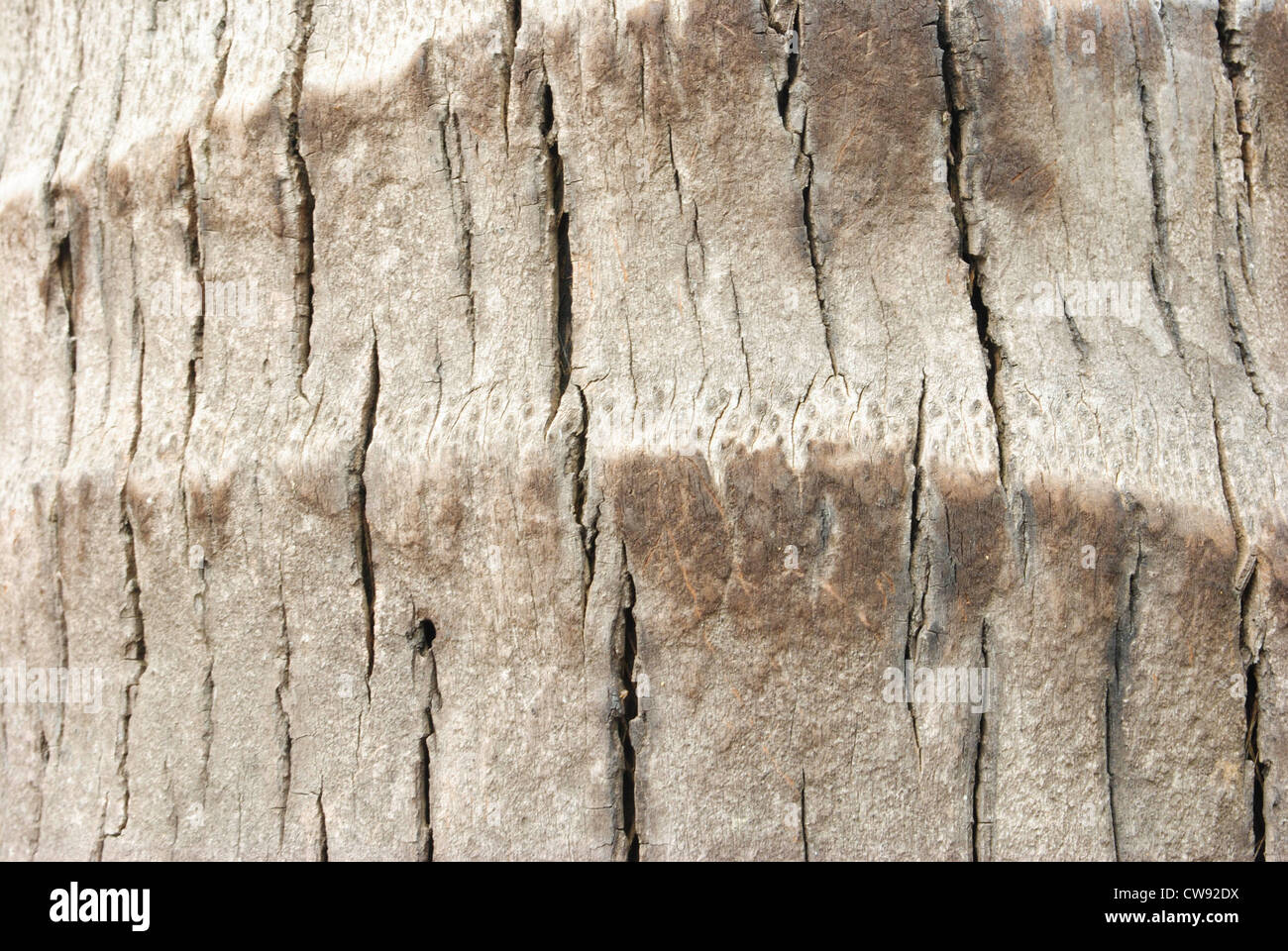 Coconut tree trunk hi-res stock photography and images - Alamy