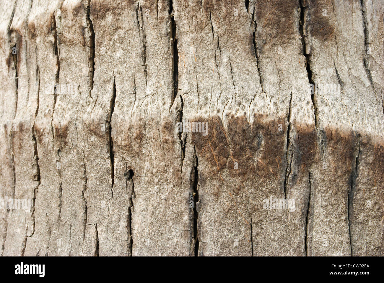 macro coconut tree trunk texture background Stock Photo - Alamy