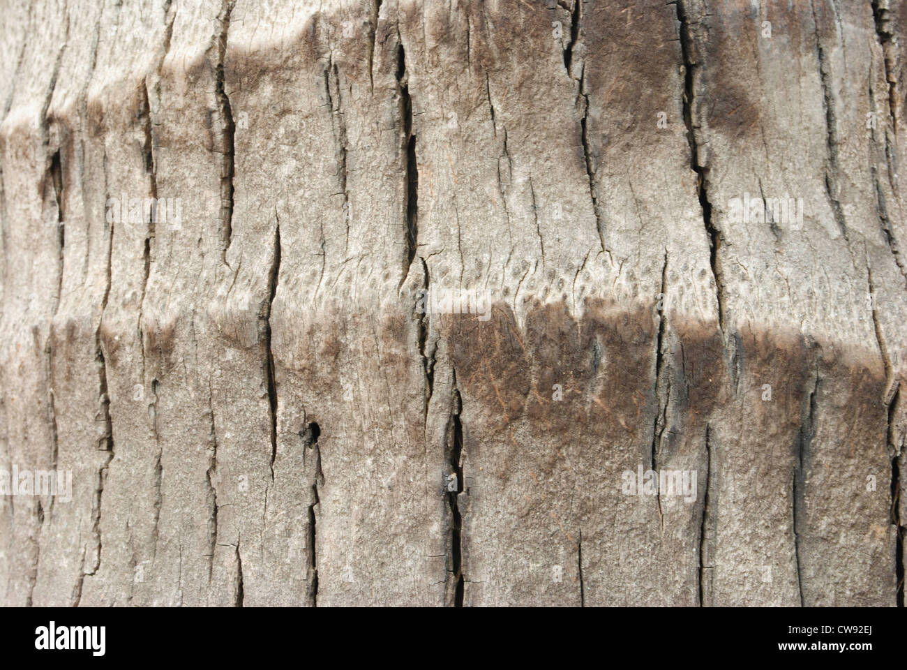 macro coconut tree trunk texture background Stock Photo - Alamy
