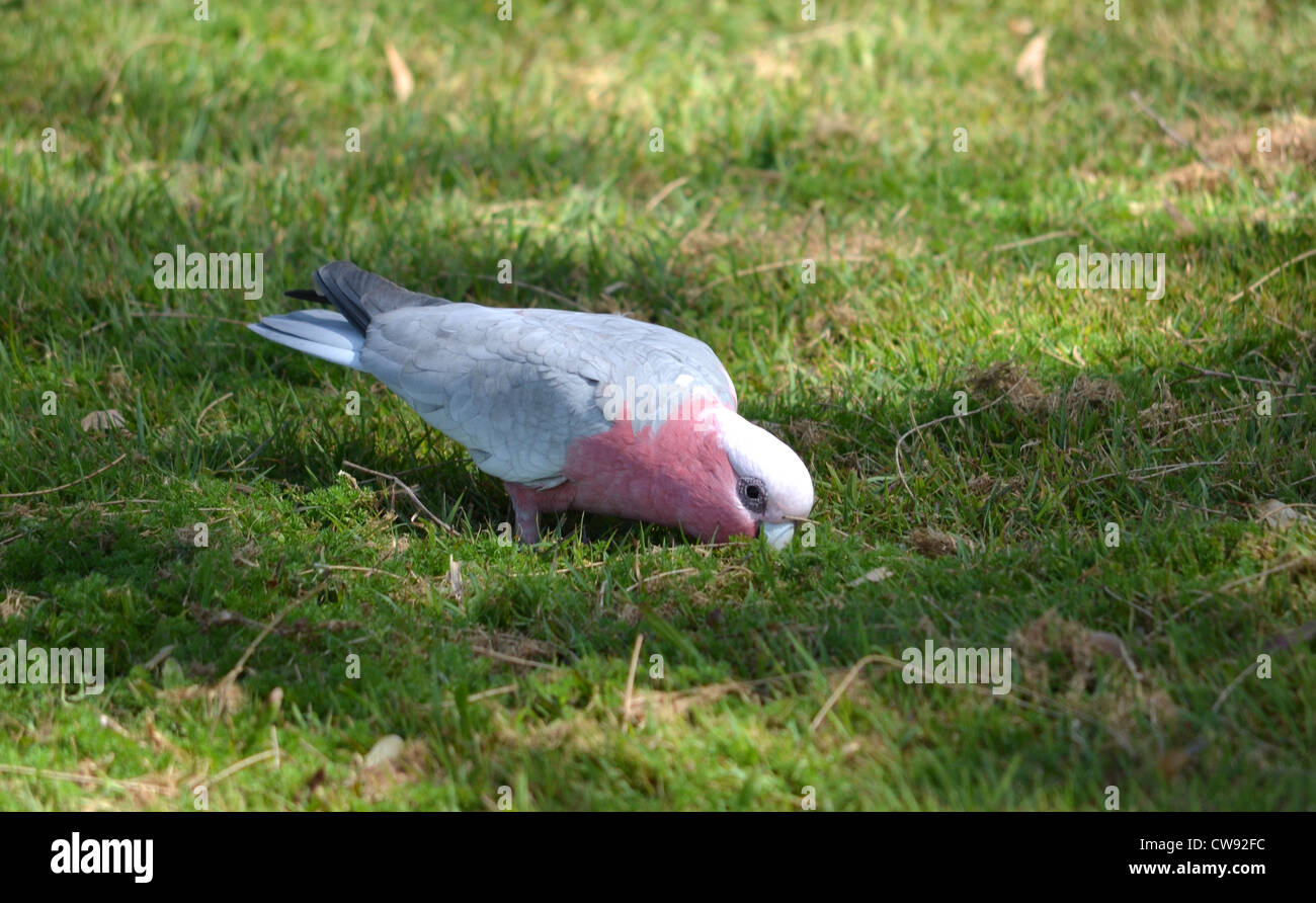 The Galah, Eolophus roseicapilla, also known as the Rose-breasted ...