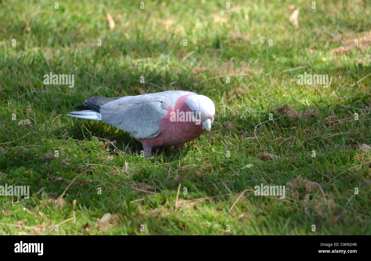 The Galah, Eolophus roseicapilla, also known as the Rose-breasted ...