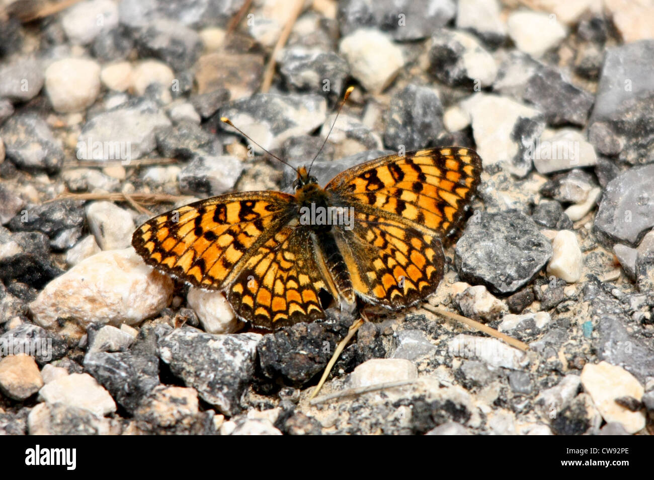 Marsh fritillary butterfly Stock Photo - Alamy