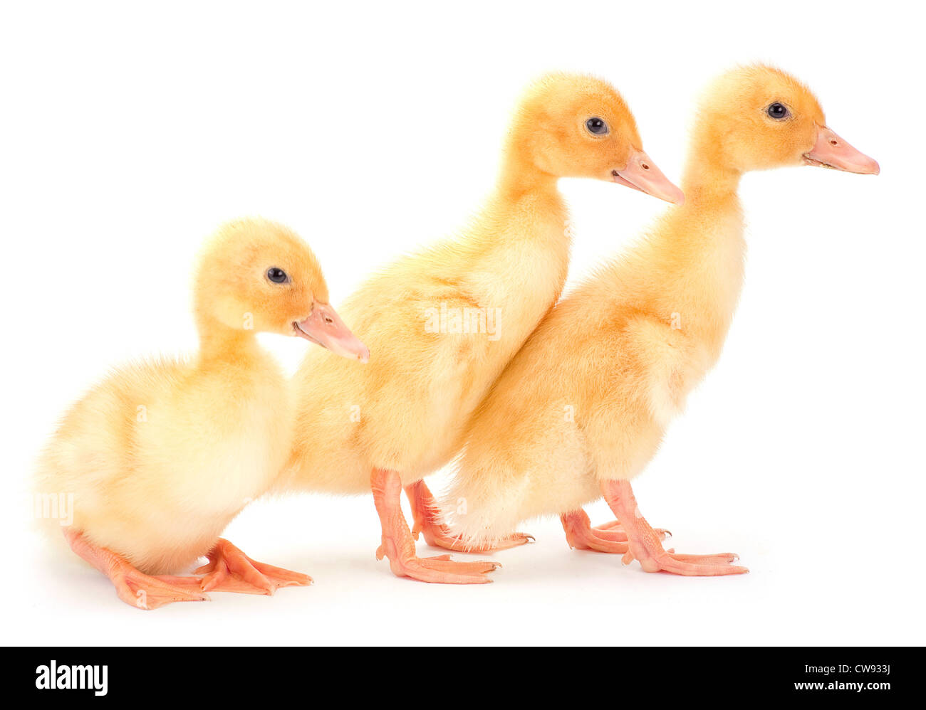 Duckling image hi-res stock photography and images - Alamy