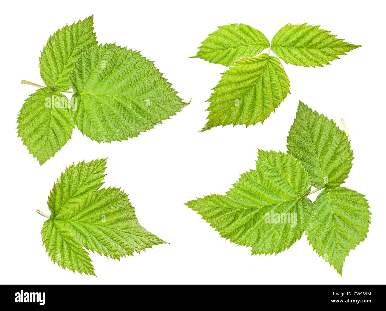 Leaf set hi-res stock photography and images - Alamy