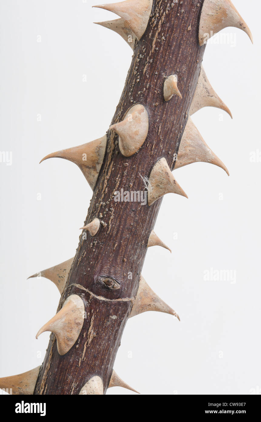 Triangular thorns hi-res stock photography and images - Alamy