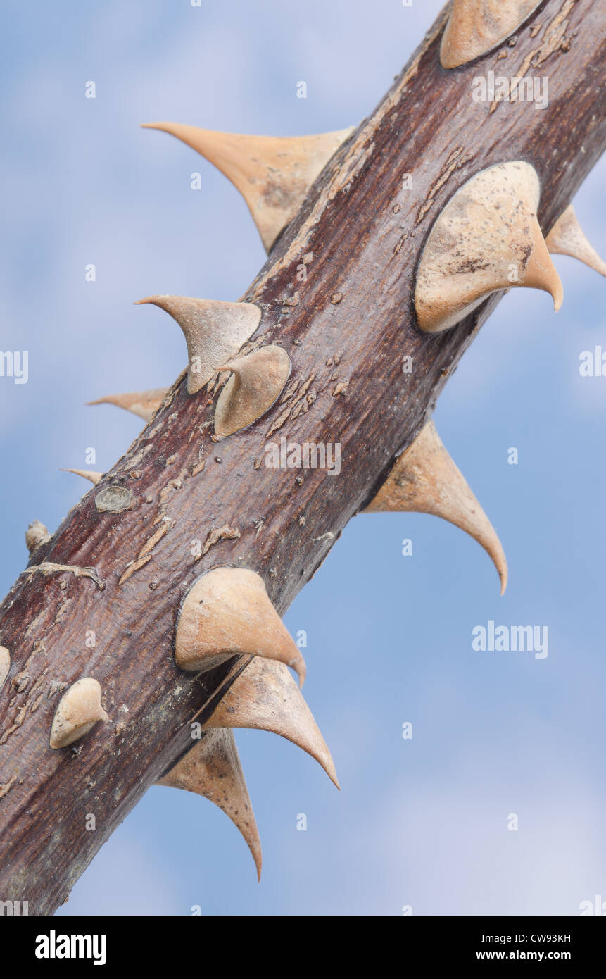 Curved rose thorns hi-res stock photography and images - Alamy
