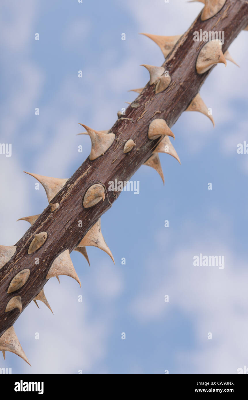 Rose thorns rosa sp hi-res stock photography and images - Alamy