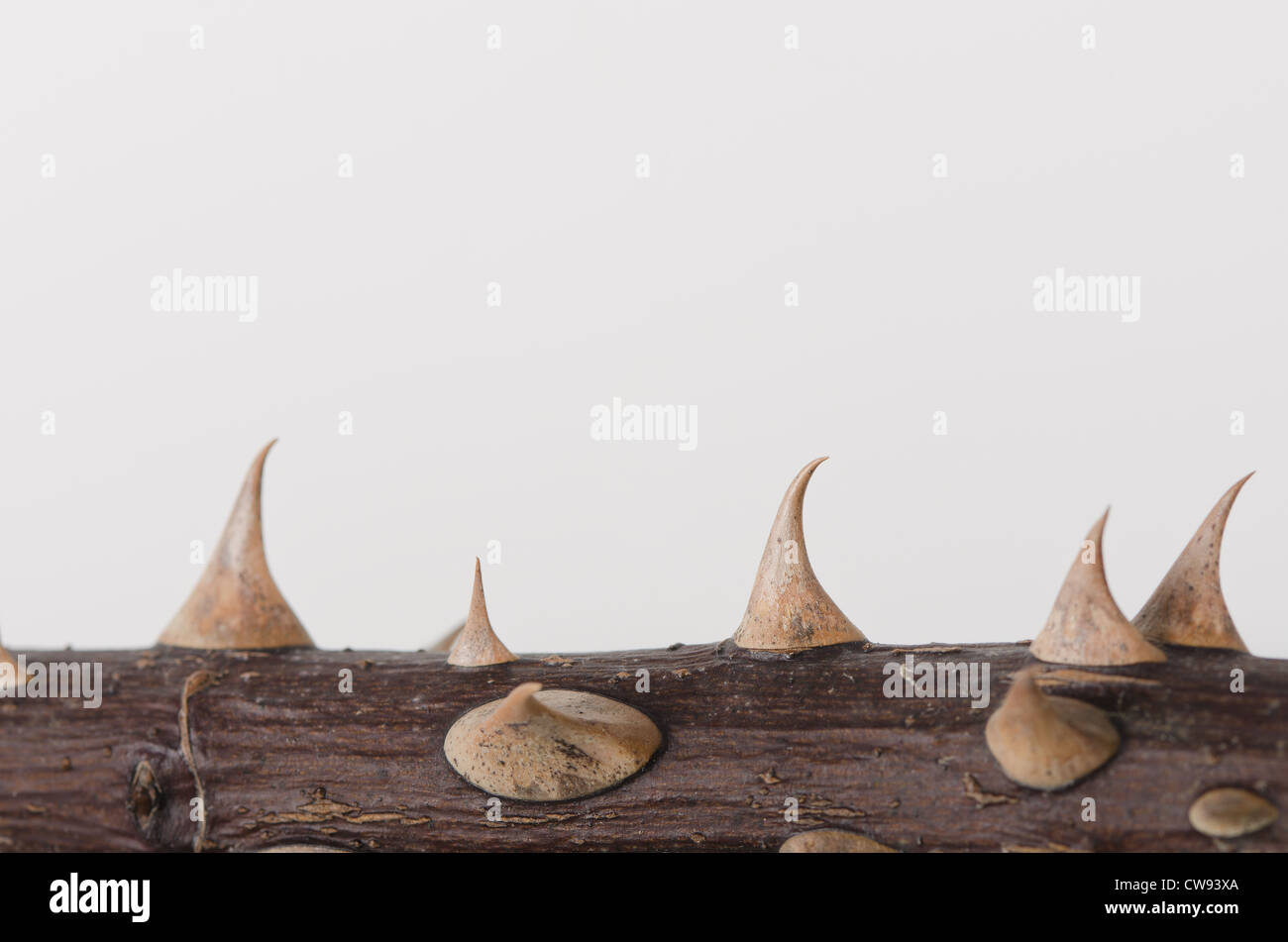 close up of a rose climber stem showing sharp thorns Stock Photo - Alamy