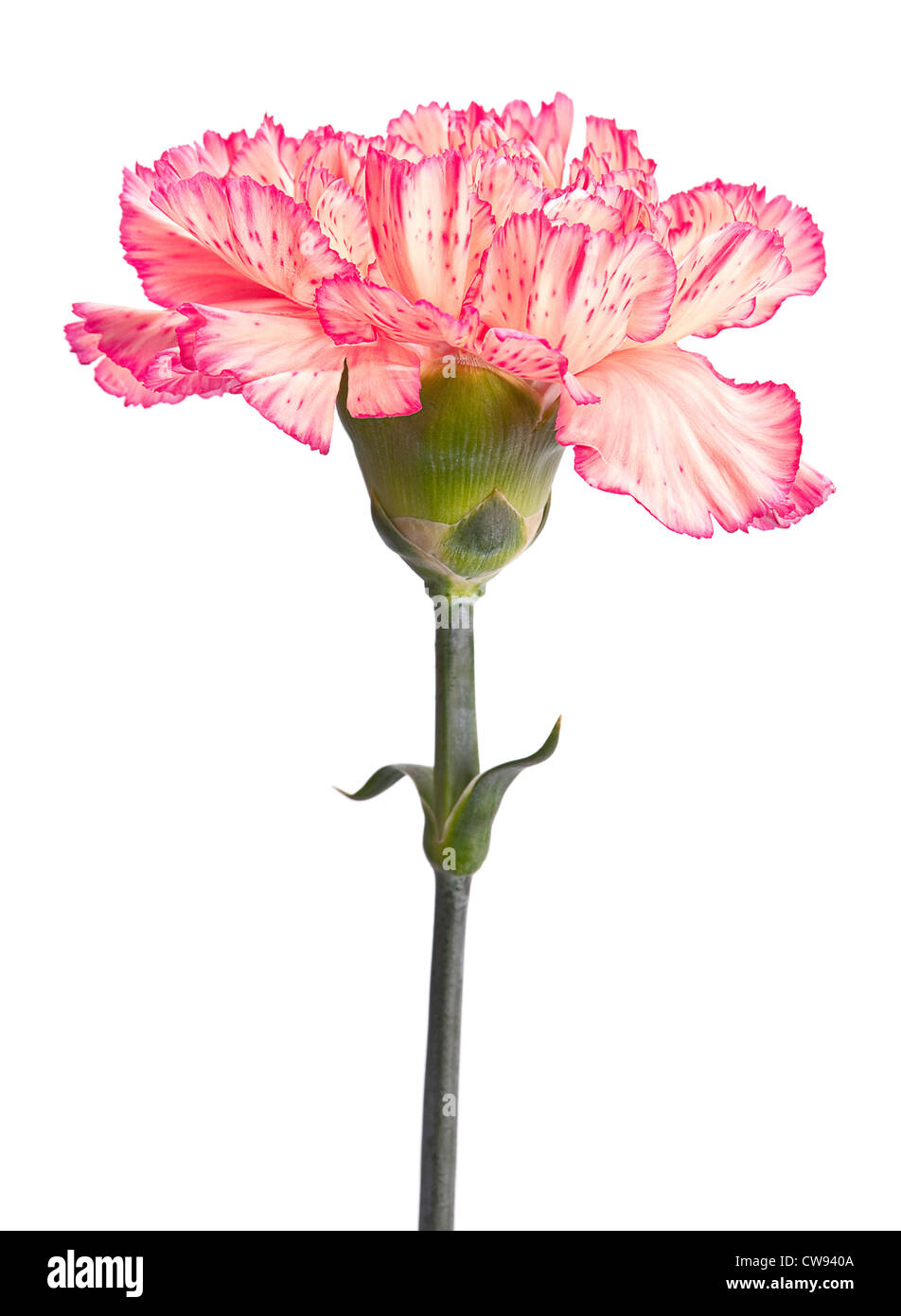 Pink carnation flower closeup on white Stock Photo - Alamy