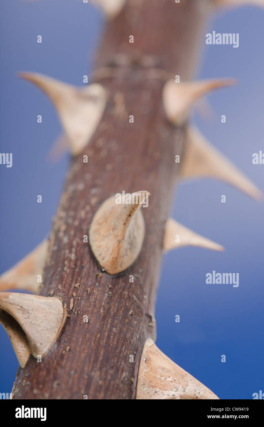 close up of a rose climber stem showing sharp thorns Stock Photo - Alamy
