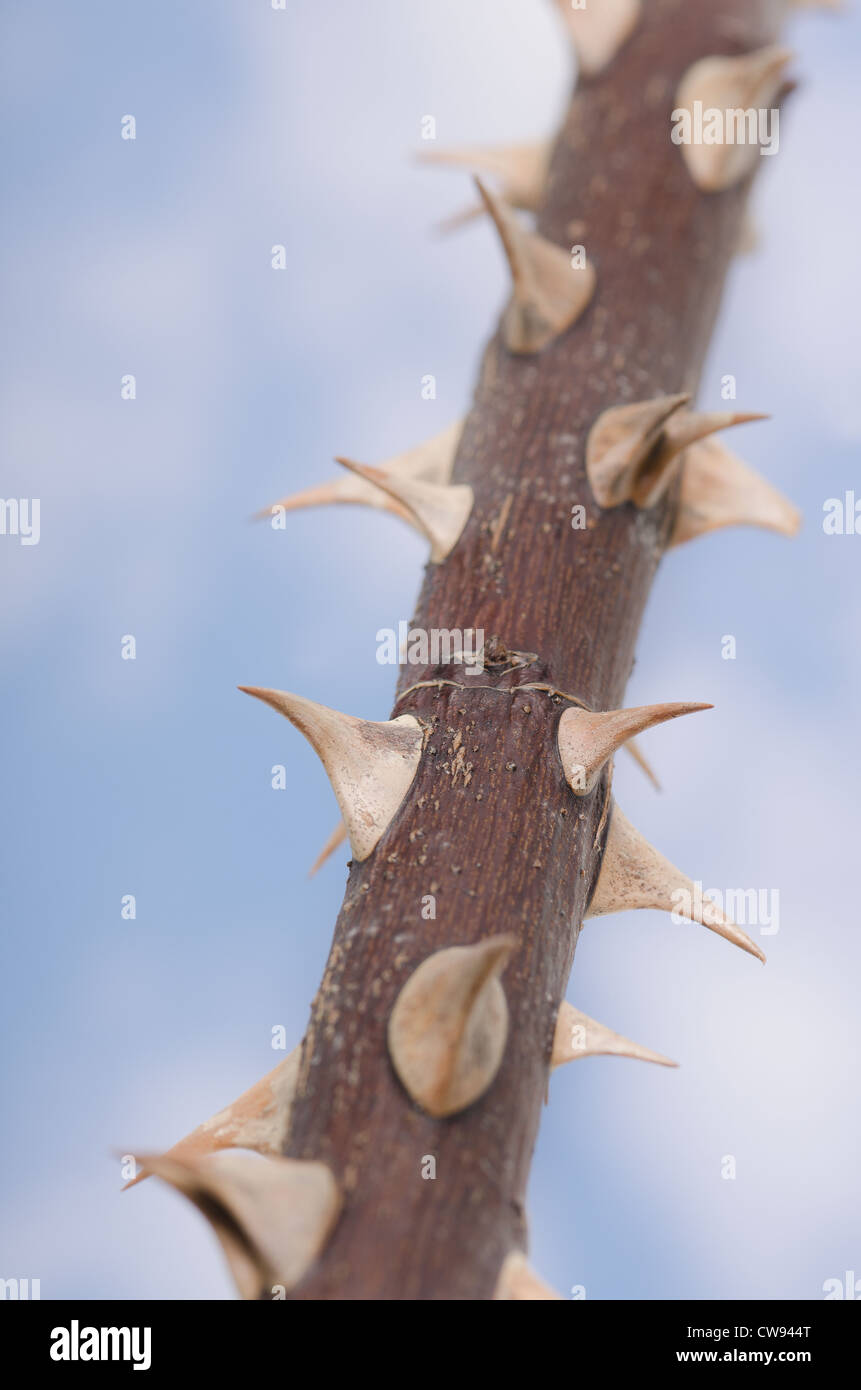 close up of a rose climber stem showing sharp thorns Stock Photo - Alamy
