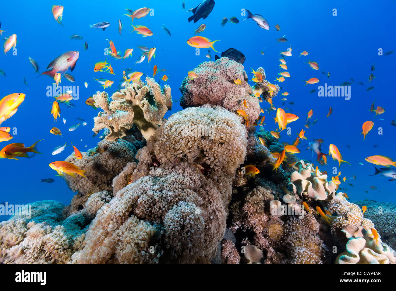 School marine wildlife on a resort hi-res stock photography and images ...