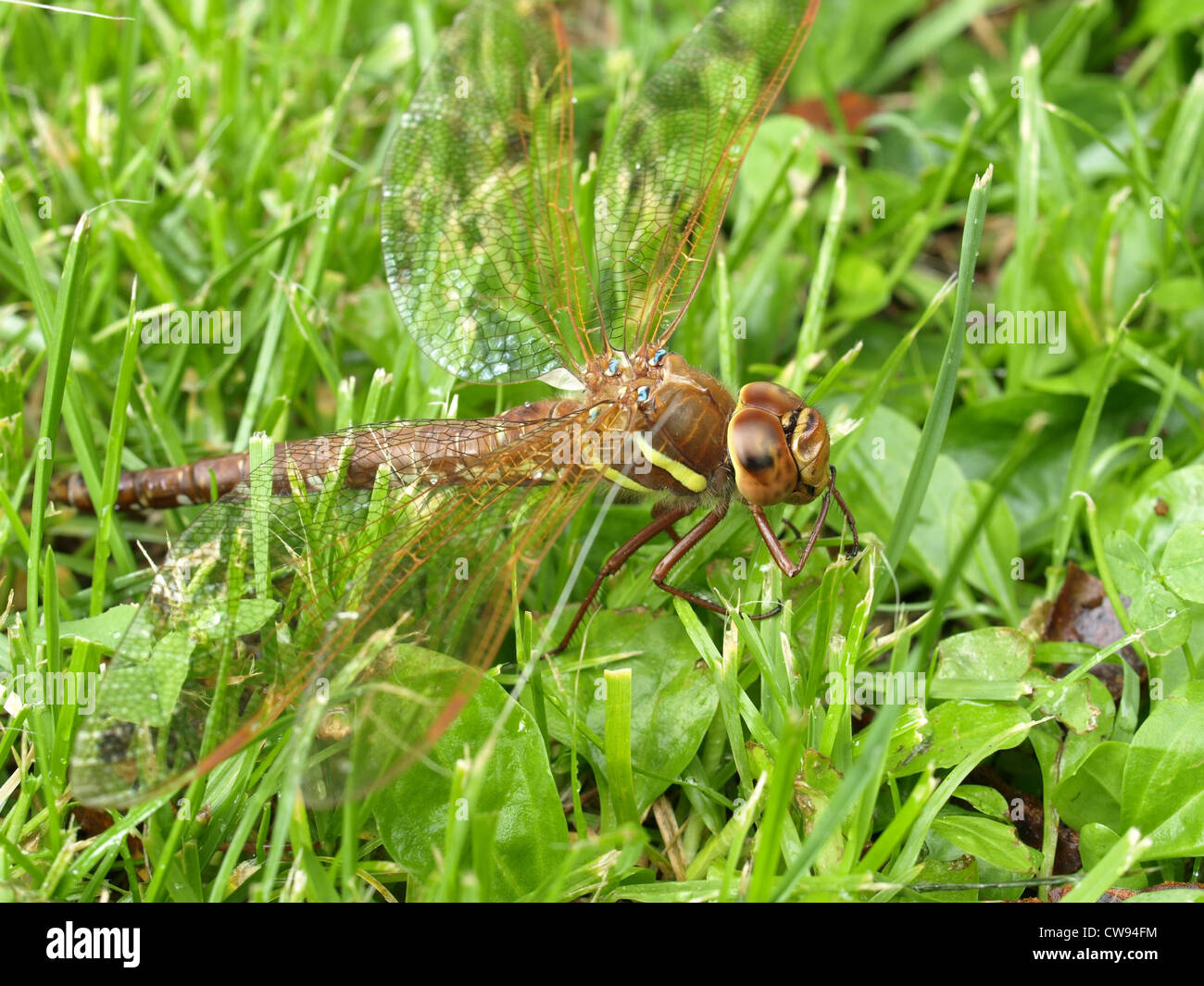 Female aeshna grandis hi-res stock photography and images - Alamy