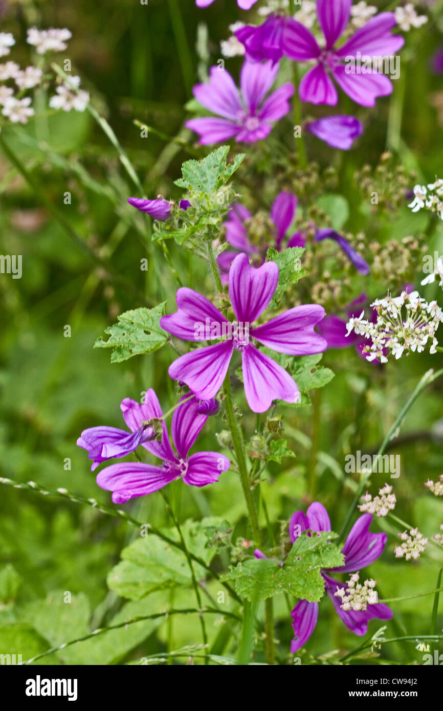 Common Mallow (Malva sylvestris Stock Photo - Alamy