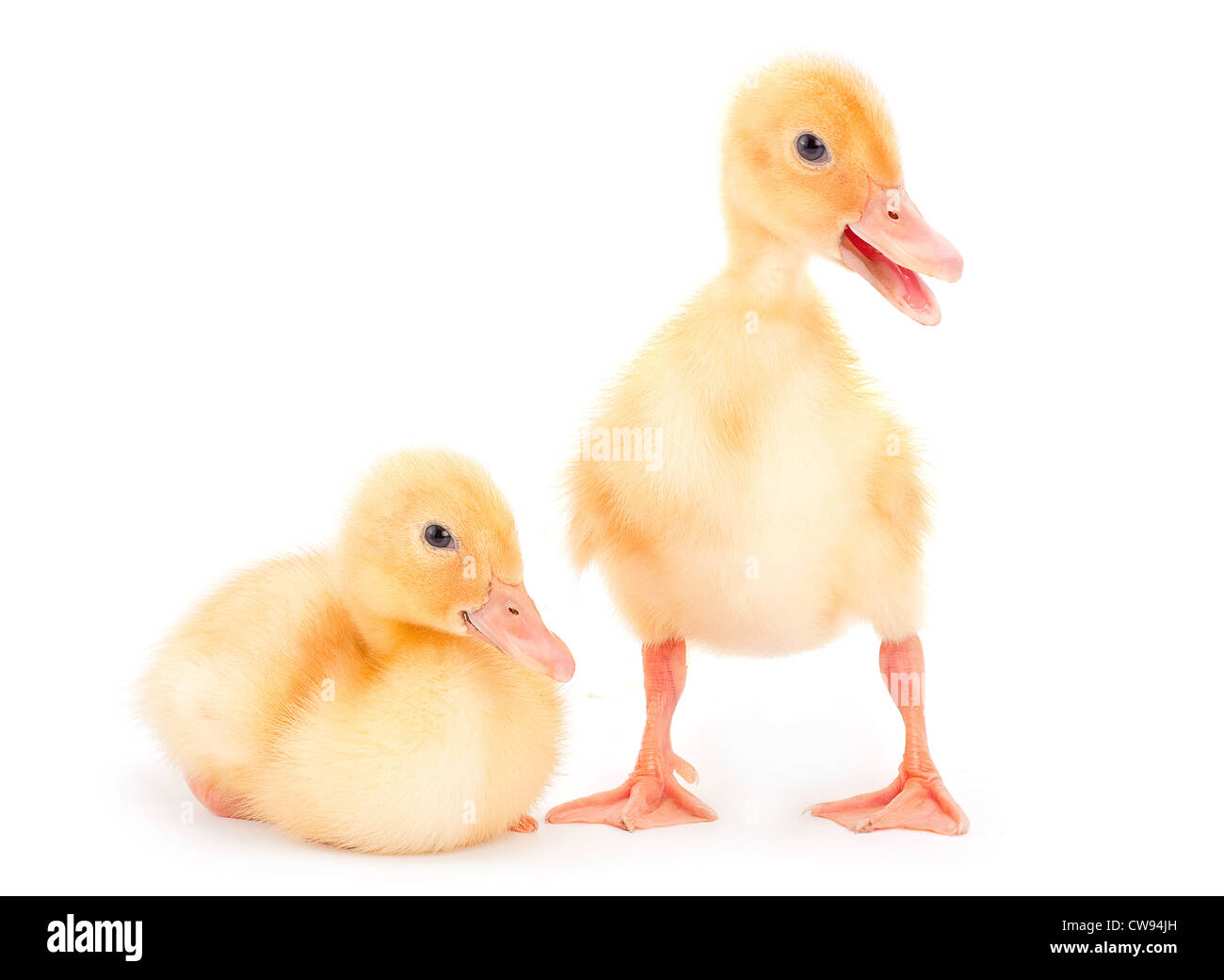 Duckling image hi-res stock photography and images - Alamy