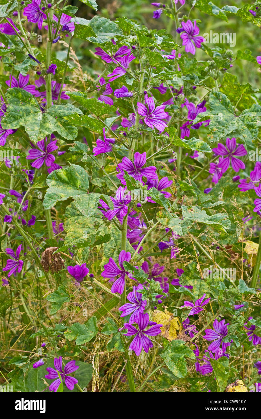 Common Mallow (Malva sylvestris Stock Photo - Alamy